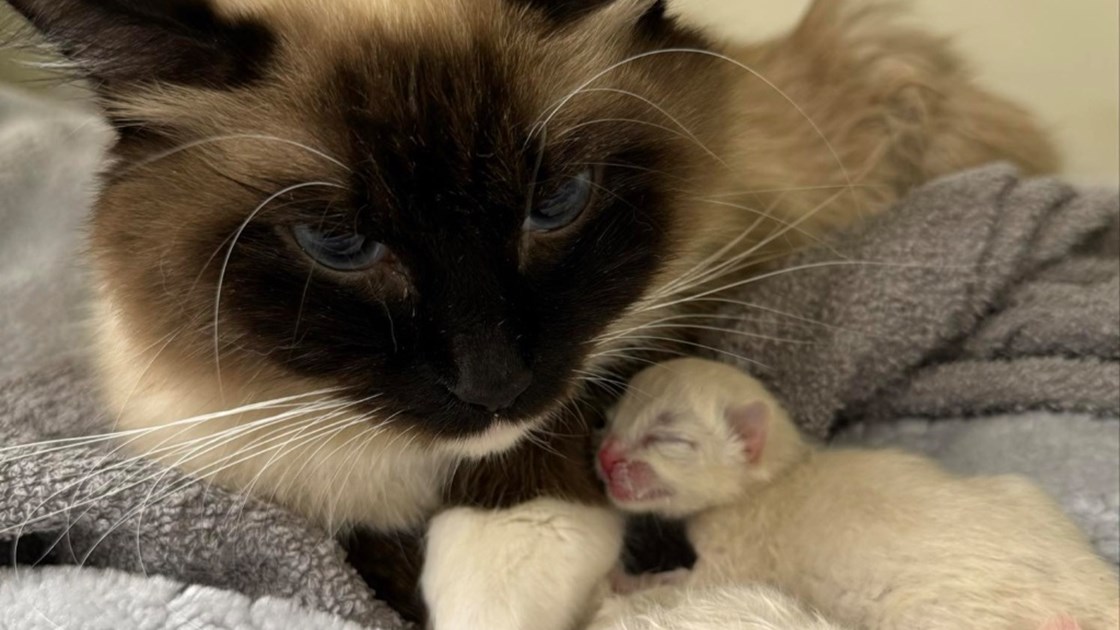 TCWG-CSection - JustGiving