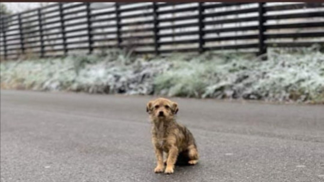 SOS EMERGENCY FOOD for the stray dogs and cats - JustGiving