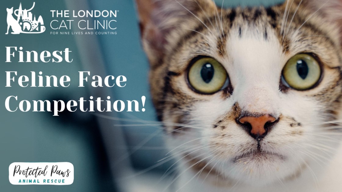 The London Cat Clinic is fundraising for Protected Paws Animal Rescue
