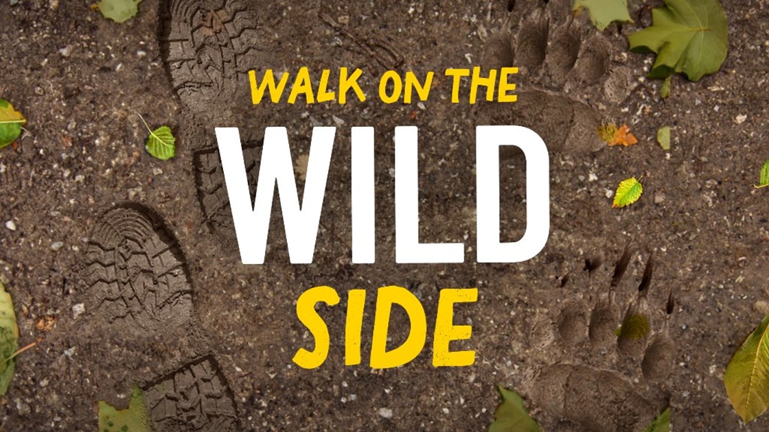 Walk on the Wild Side - JustGiving