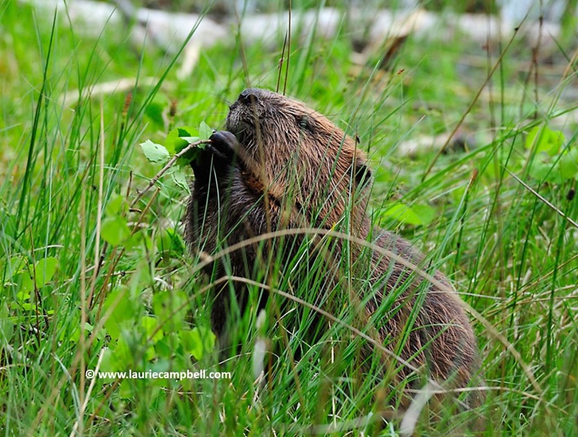 Welsh Beaver Project/Prosiect Afancod Cymru Appeal - JustGiving