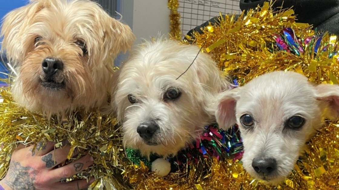 Lets get Daisy, Ruby and Sandie a home for Christmas . . . - JustGiving