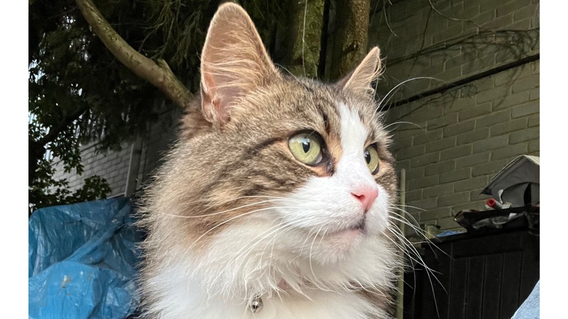 Emma Mahn is fundraising for Battersea