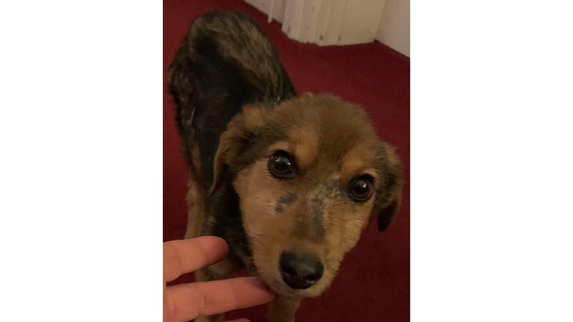 Delicious Dixie - JustGiving