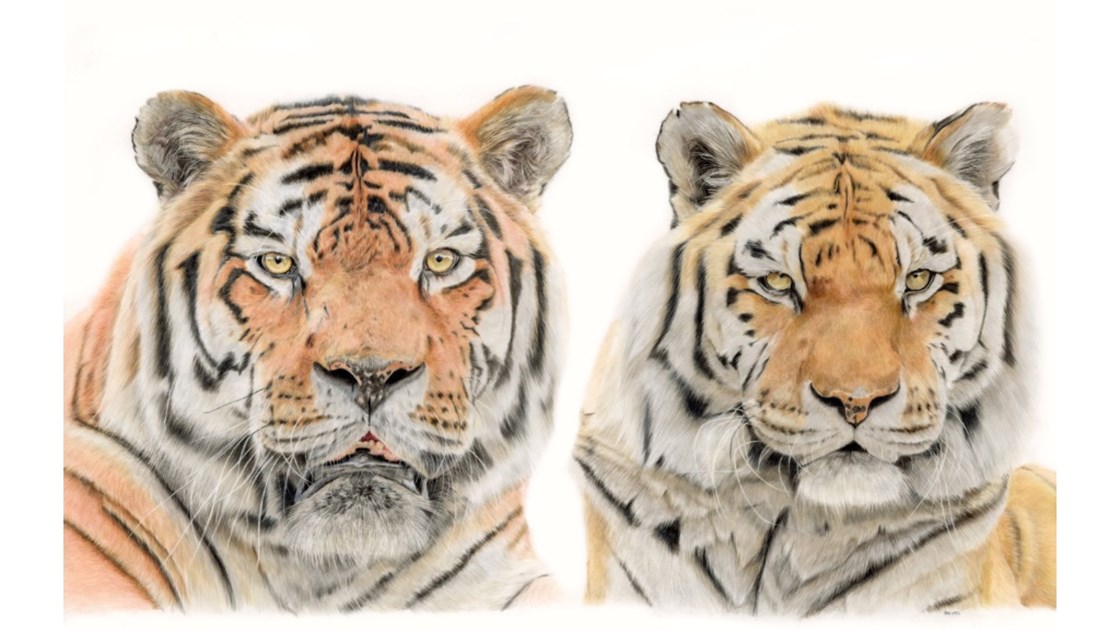 Win this fabulous portrait of Igor & Anoushka and help save the world's ...