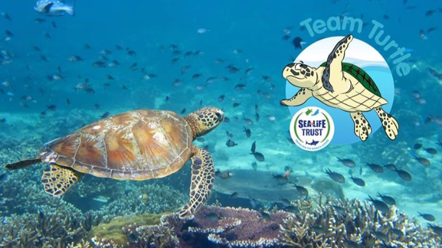 Merlin Poole's Team Turtle Challenge! - JustGiving