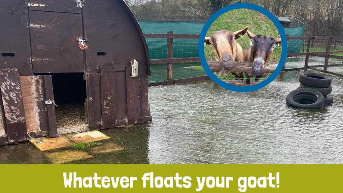 Whatever floats your goat - JustGiving