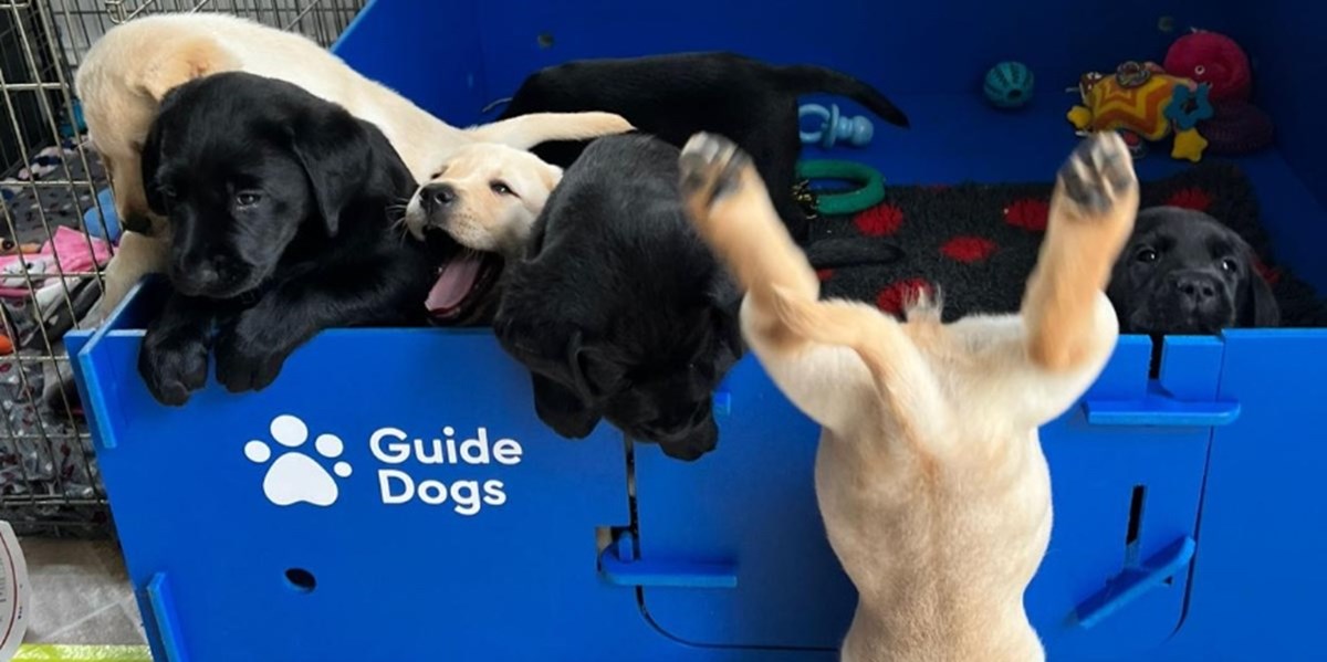 Solihull Guide Dogs Fundraising Group is fundraising for Guide Dogs