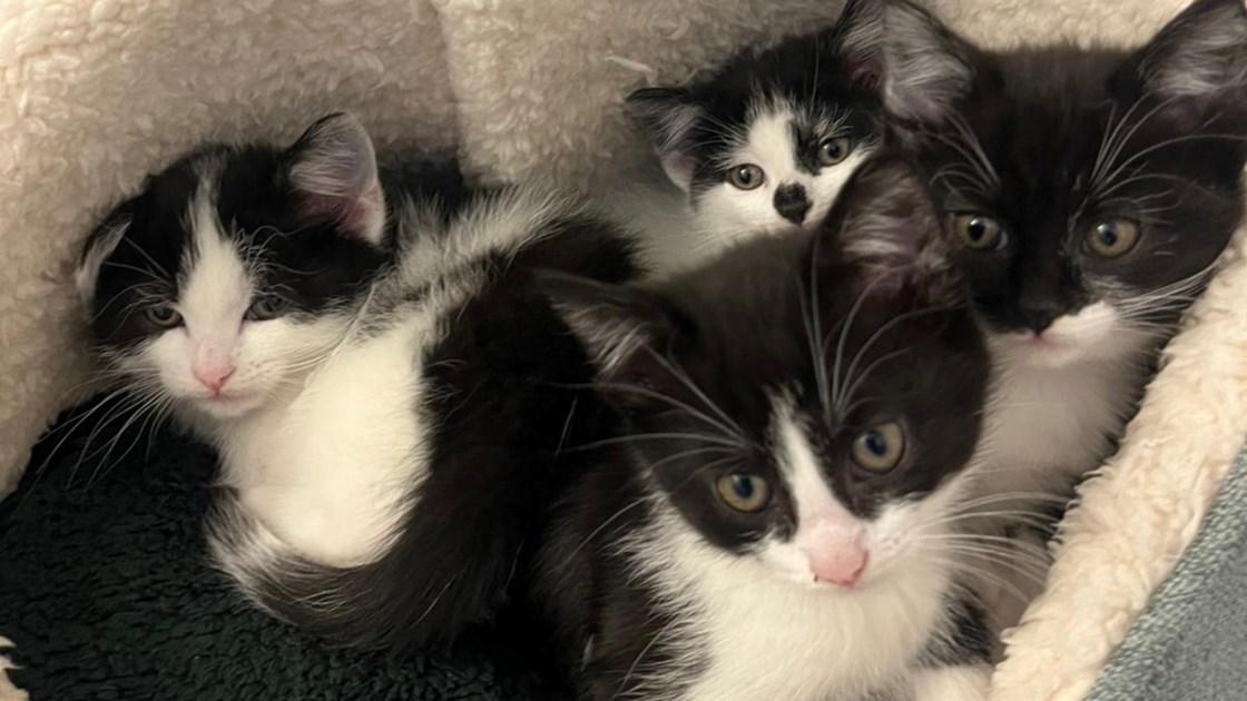 Susan Sinclair is fundraising for The Cats Whiskers