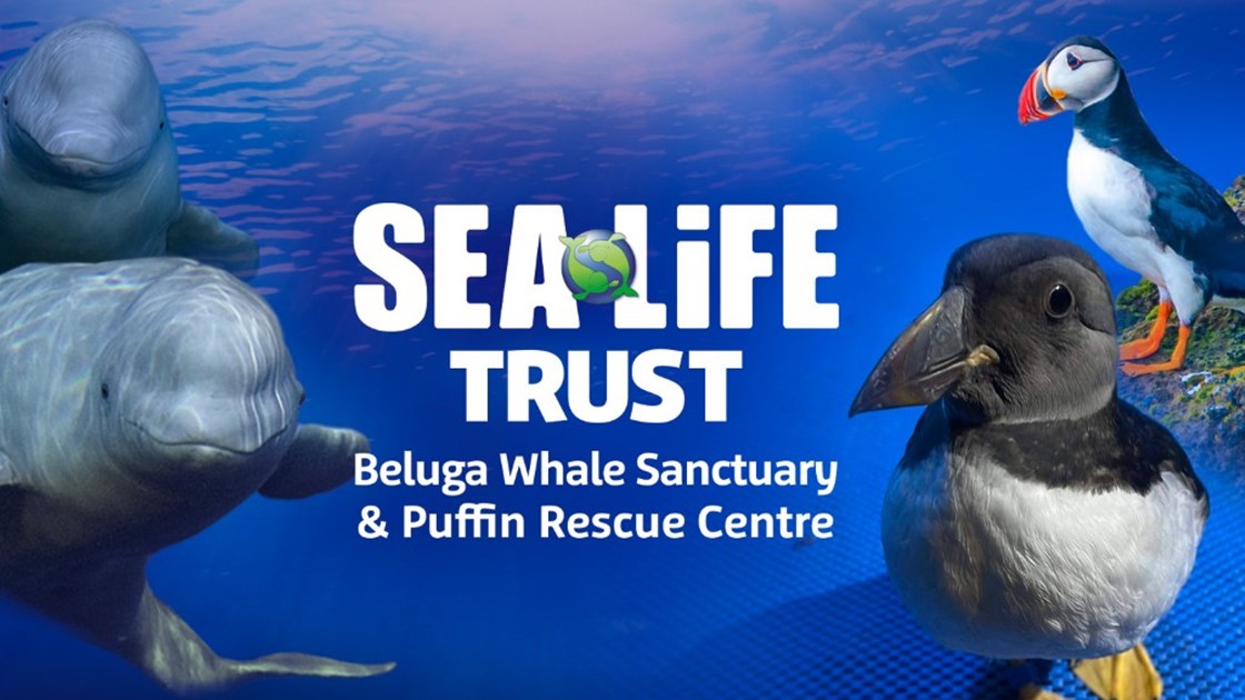Support our Pufflings - Sea Life Trust Iceland - JustGiving