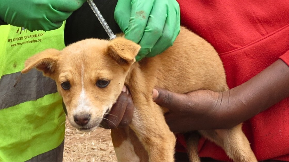 URGENT APPEAL: Will you help IAPWA prevent innocent dogs and puppies ...