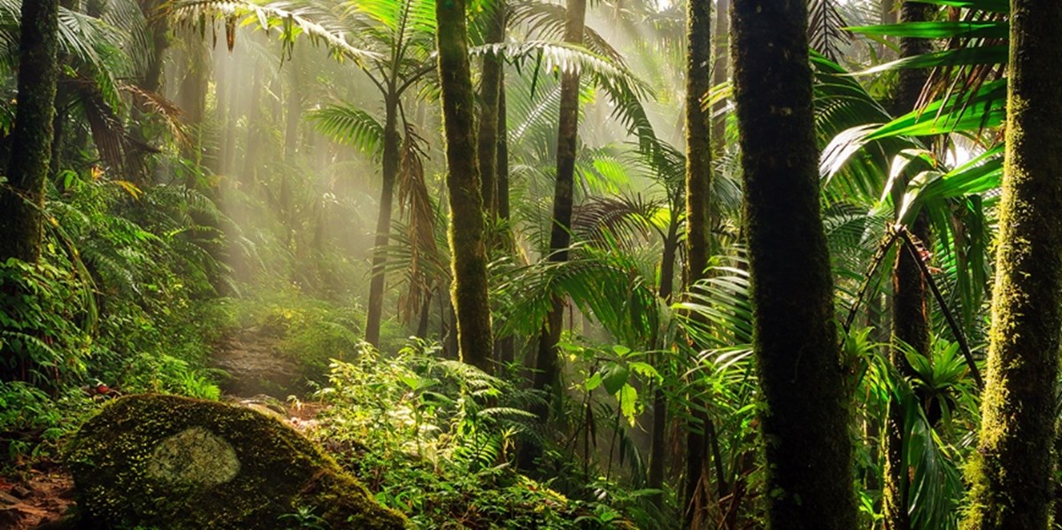 Preena Mistry is fundraising for International Animal Rescue