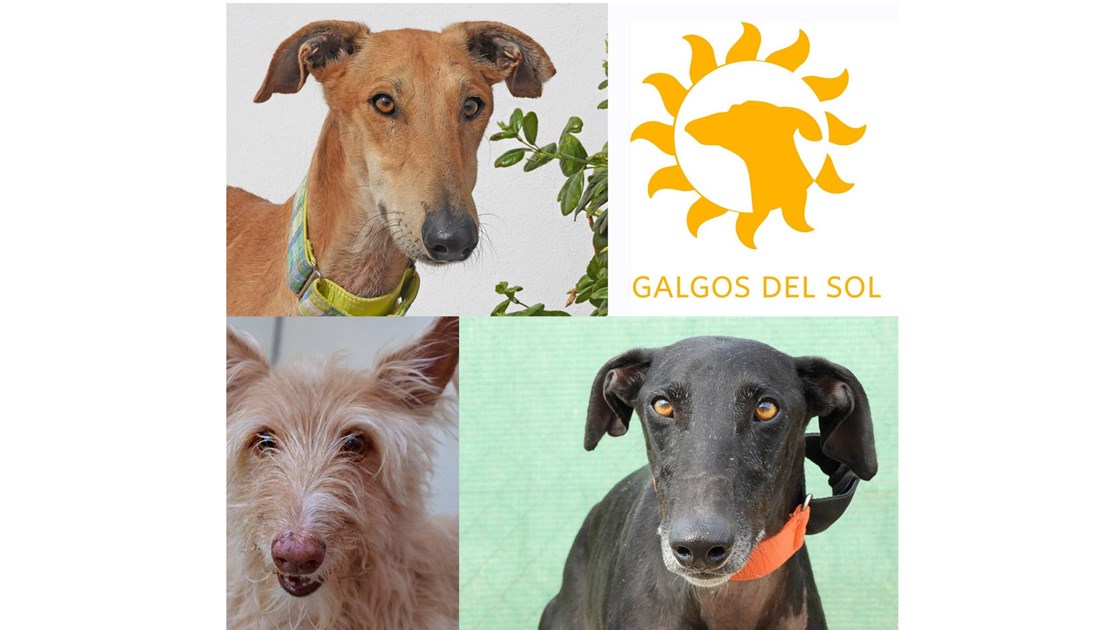 Jenny Best is fundraising for GALGOS DEL SOL UK