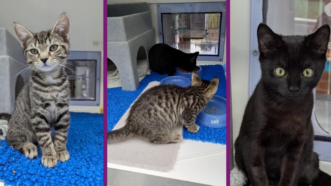 United Kingdom Cat Centre Cats Protection is fundraising for Cats ...