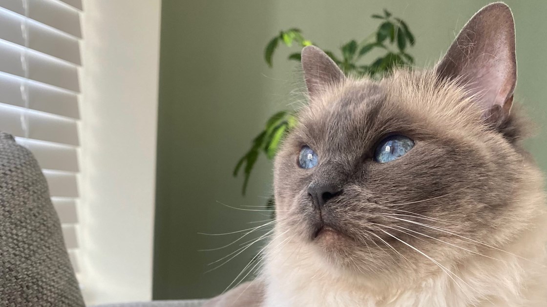 Amber Pollock is fundraising for Cats Protection
