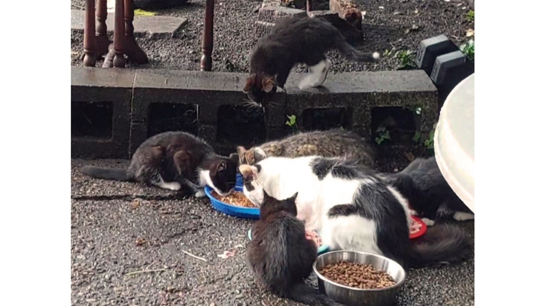 Blackheath CatsProtection is fundraising for Cats Protection