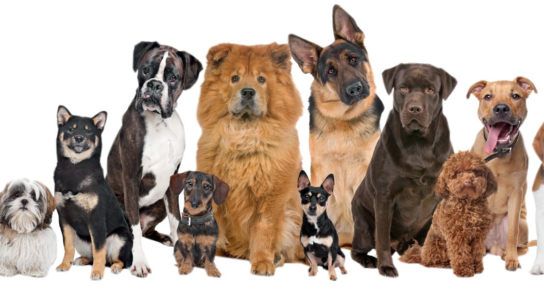 Grace Yates is fundraising for Dogs Trust