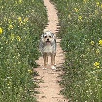 CAFOD Big Lent Walk 2025 is fundraising for CAFOD