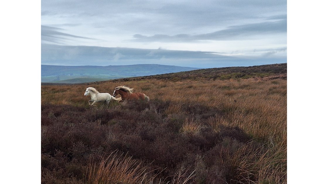 Sara Reeves is fundraising for St Luke's Hospice (Harrow And Brent)