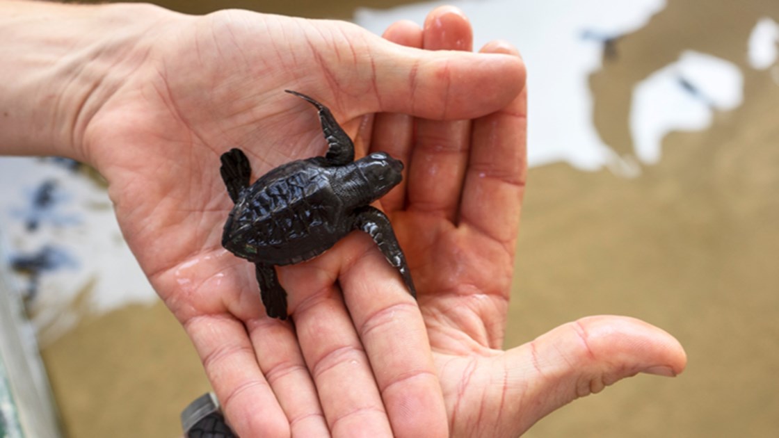 Millie Thomas is fundraising for Travelteer Impact