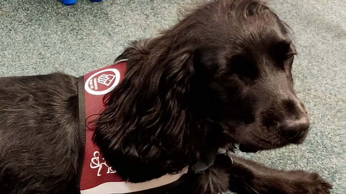 Joe Burnham is fundraising for Hearing Dogs For Deaf People