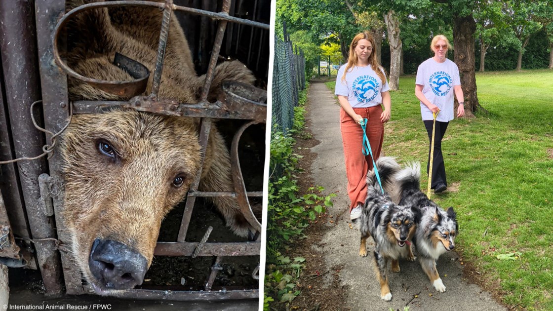 Step Up For Bears 2025 - JustGiving