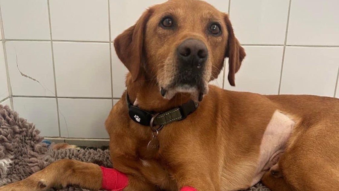 Retired police dog Toby needs your help! - JustGiving