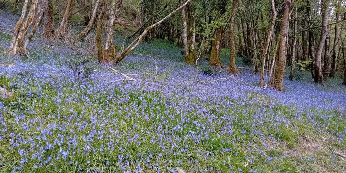Stuart Mathieson is fundraising for Cornwall Wildlife Trust