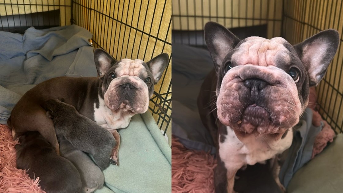 Rescue Dot: A Loving Devoted Mum Fighting to Breathe Freely Again - JustGiving