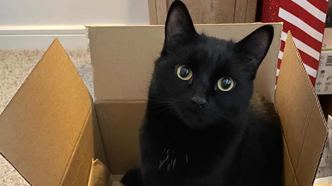 Vicky Billington is fundraising for Worldwide Veterinary Service