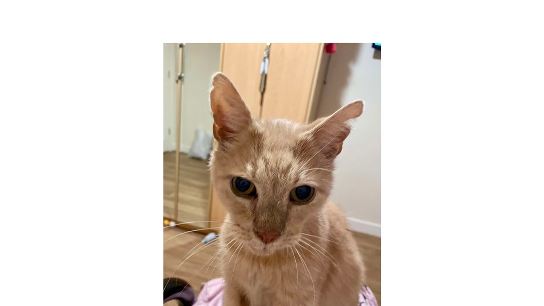 Gwent Cats Protection is fundraising for Cats Protection