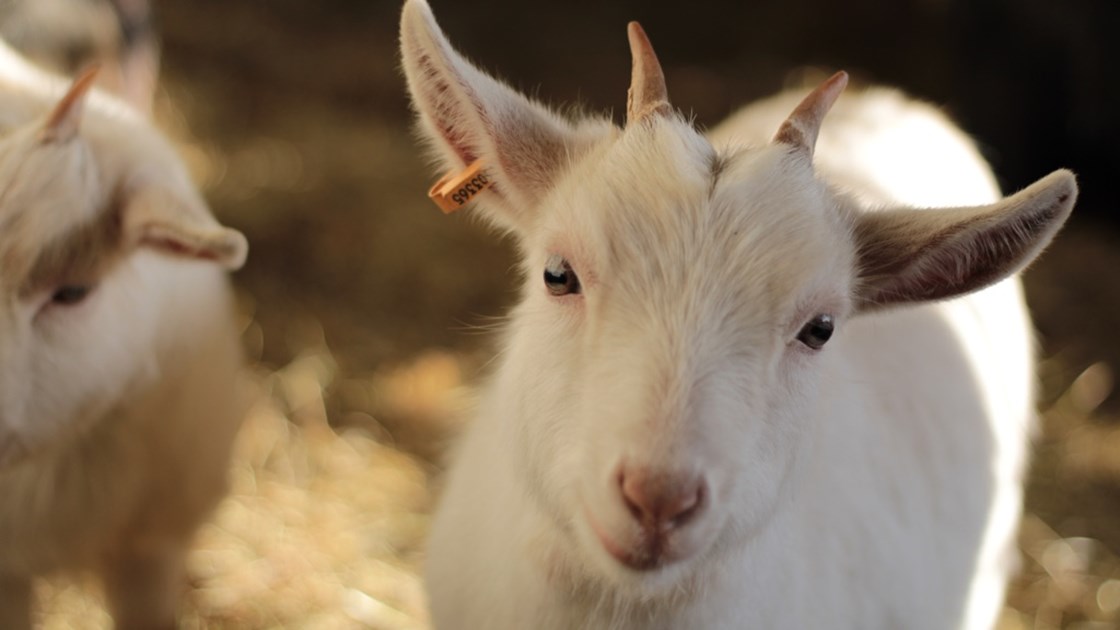 The Goat Paddock Project! Sponsor a Fence Post. - JustGiving