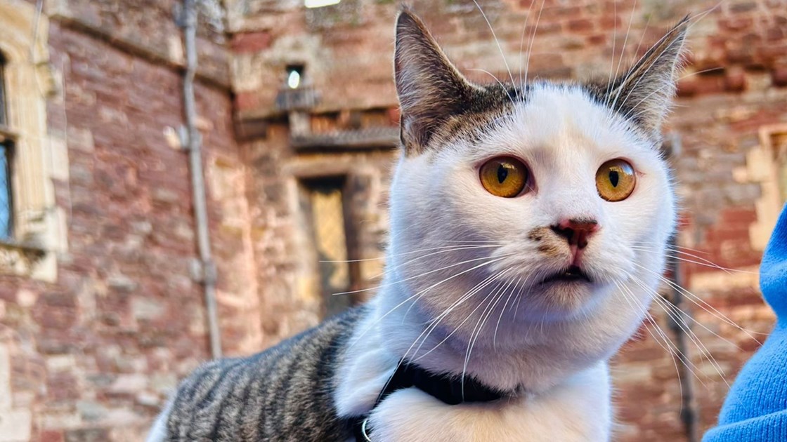 Gibson The Cat Rutland is fundraising for Alabaré