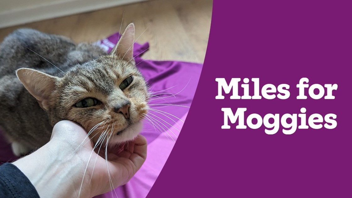 Miles for Moggies 2024 - JustGiving