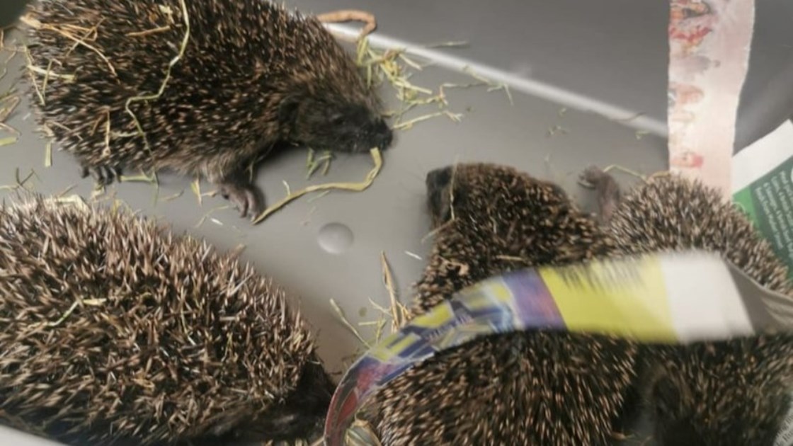 Baby Hoglet Appeal - JustGiving