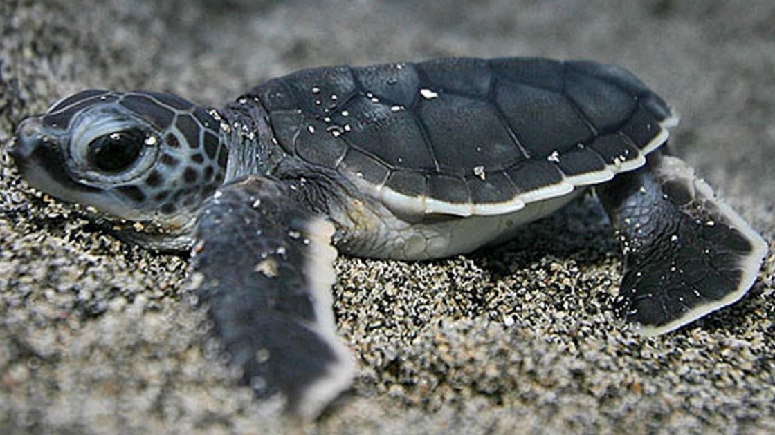 Thomas Howe is fundraising for Travelteer Impact