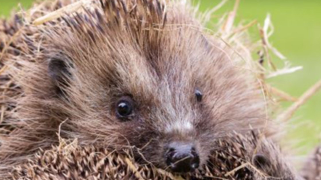 Micklefield School is fundraising for The Wildlife Aid Foundation