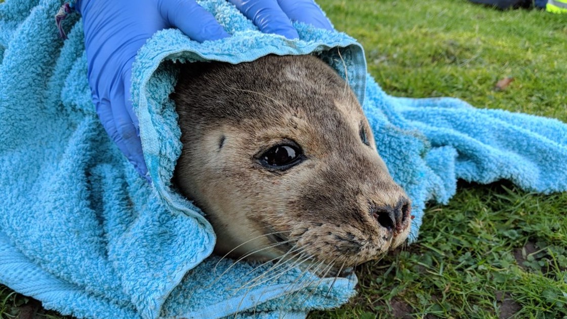 BDMLR Yorkshire - JustGiving