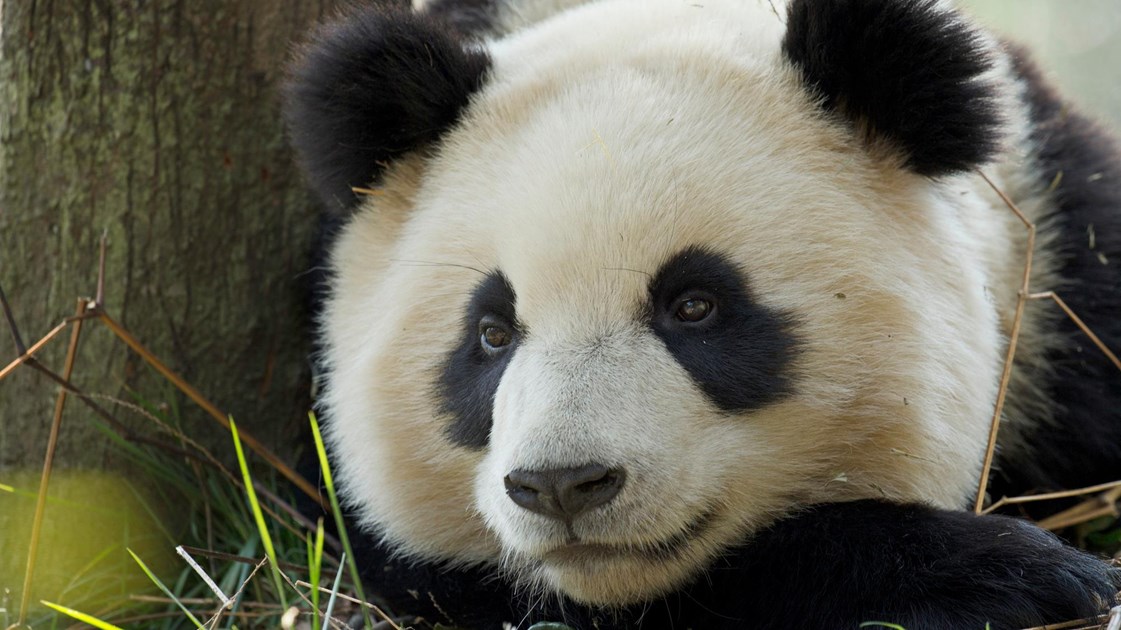 Megan Shields is fundraising for WWF-UK