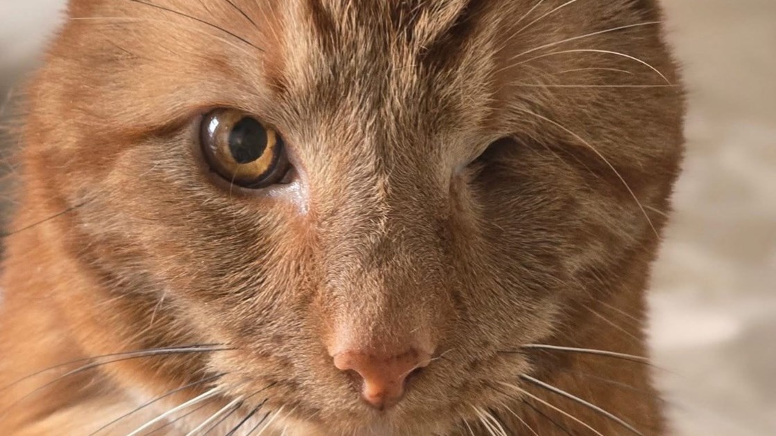 Help with Little Jacks CT scans - JustGiving