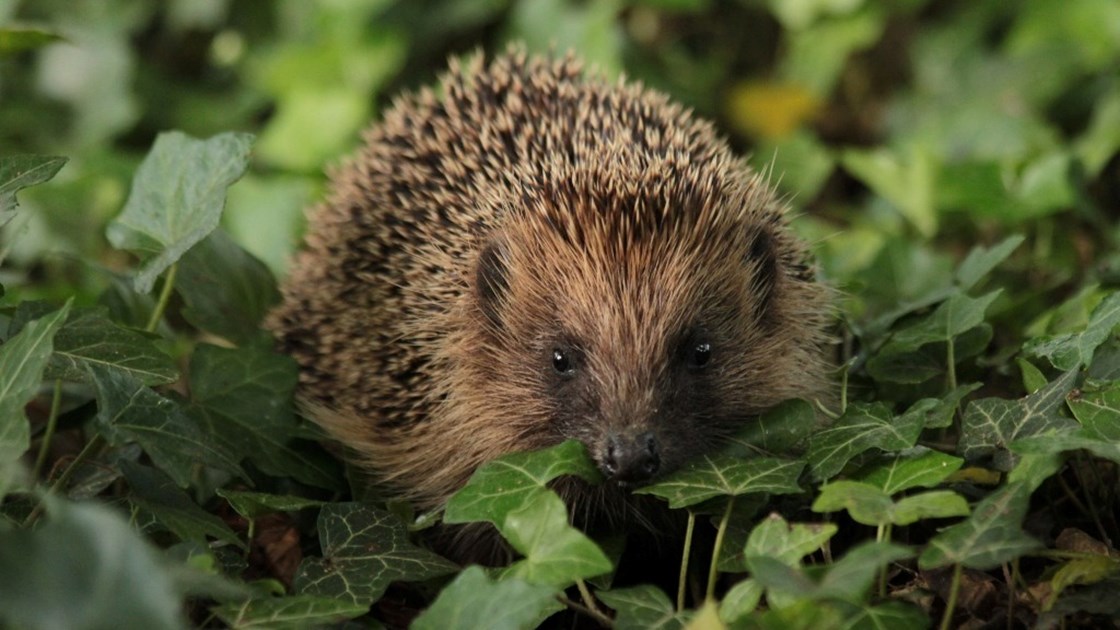 Big Hedgehog Hike - JustGiving