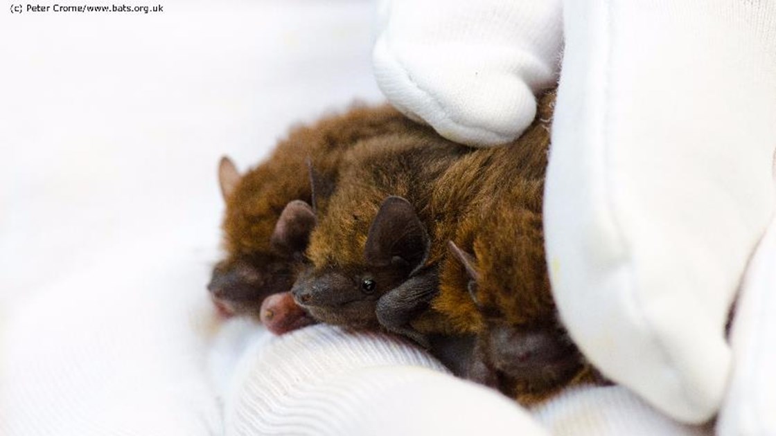 National Bat Helpline appeal - bat care - JustGiving