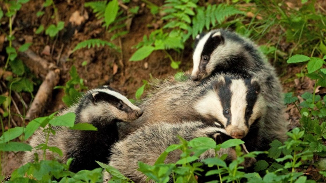 Kim Atherton is fundraising for Scottish Badgers
