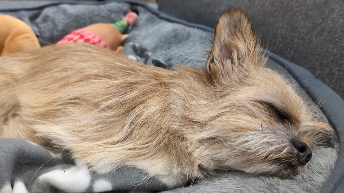 Lucy Chivers is fundraising for Destitute Animal Shelter