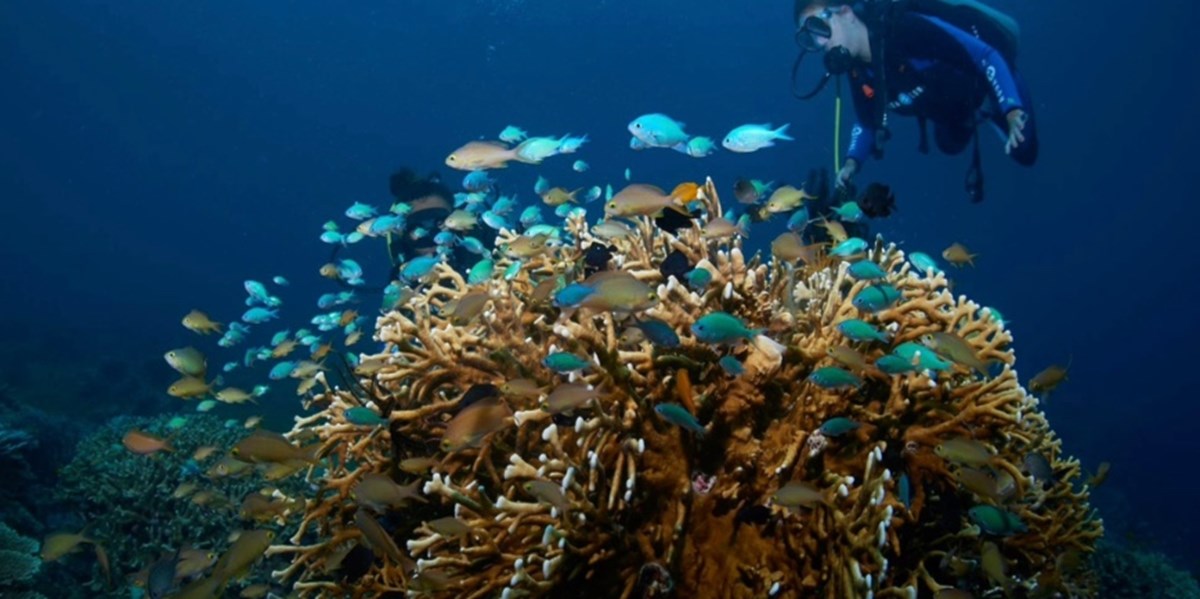 Jessica Swaffer is fundraising for Ocean Conservation Trust