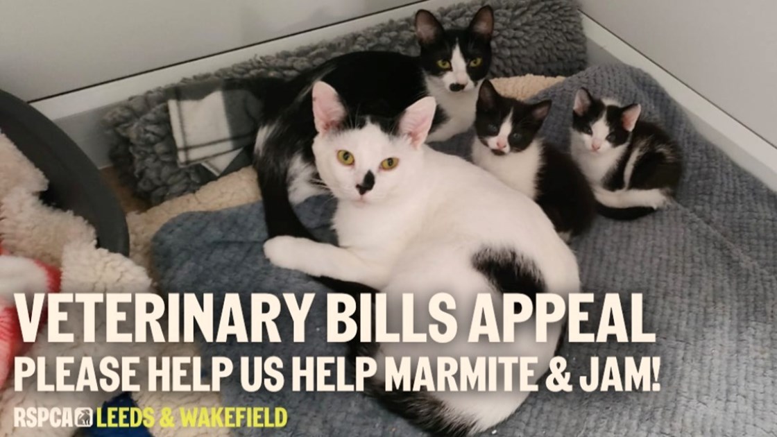 Emergency Vet Bill Appeal - Please help us help Marmite and Jam ...