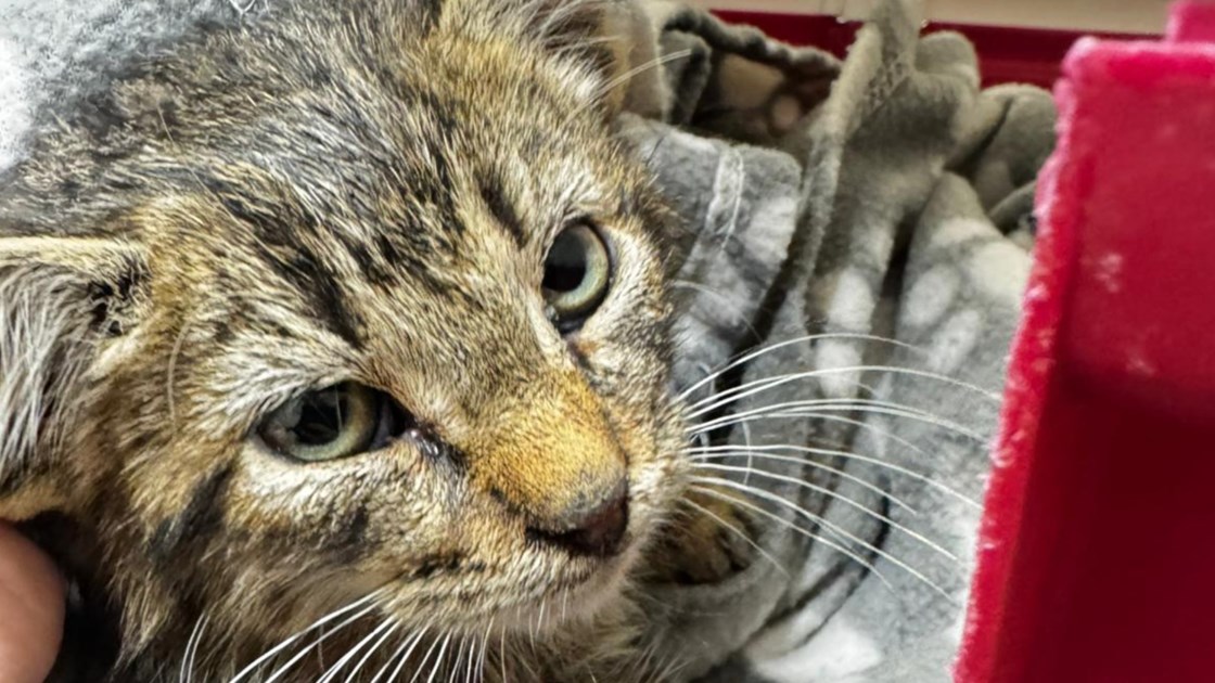 Animal Concern Cumbria is fundraising for Animal Concern Cumbria