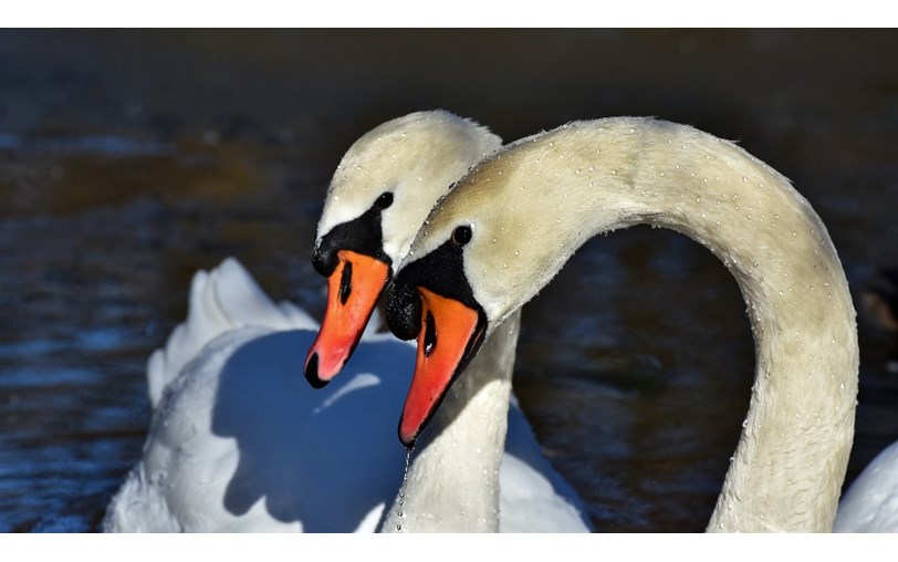 Swan Lifeline Recovery Campaign - JustGiving
