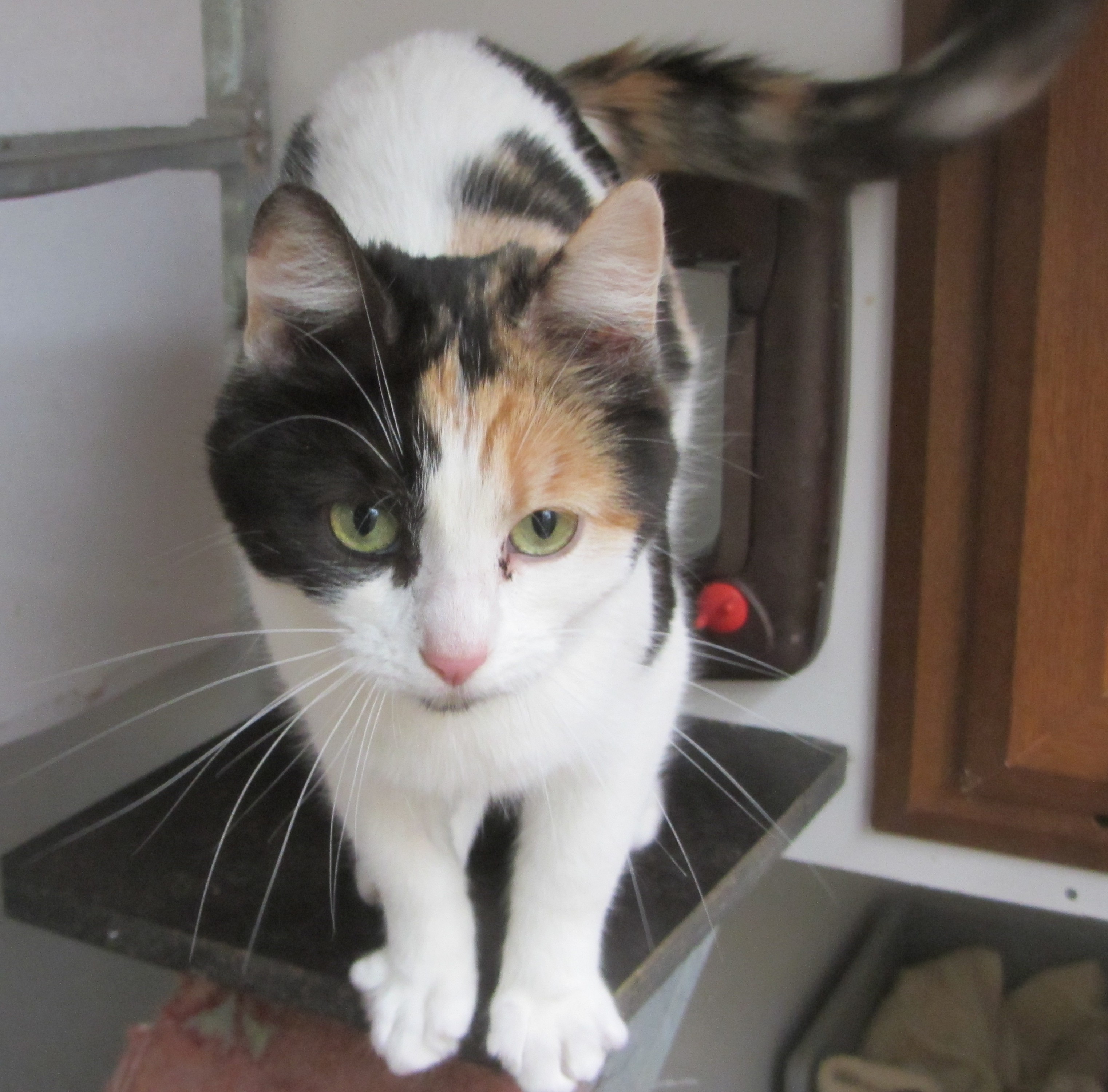 North Herts Cats Protection is fundraising for Cats Protection