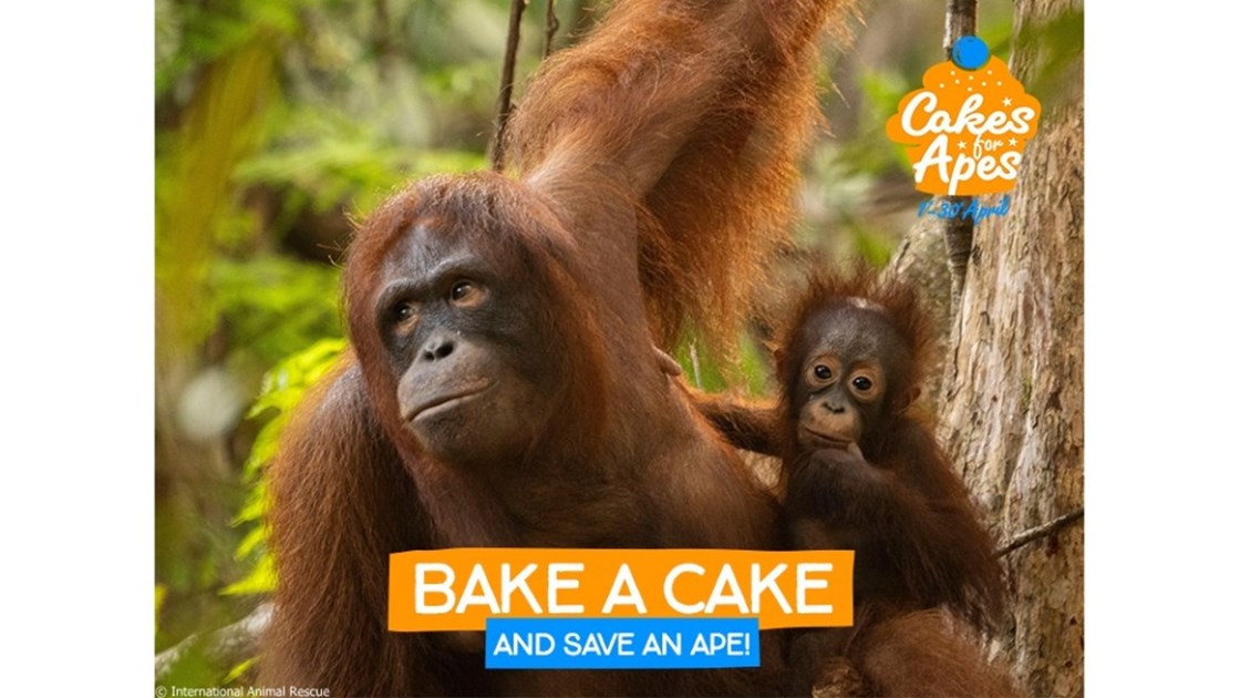 Cakes for Apes 2023 - JustGiving